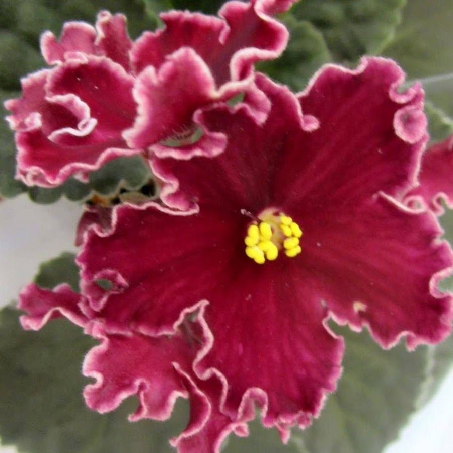 Bloomlovers African Violets - YouTube