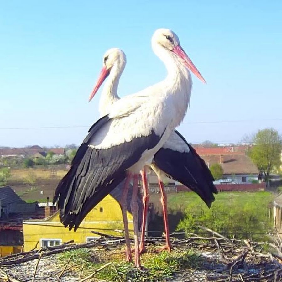 Barza Albă I Ciconia ciconia I Cărpiniș I Wildlife Romania - YouTube