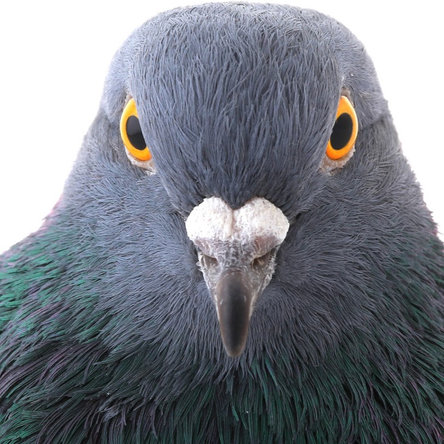 Daily Pidgin - YouTube