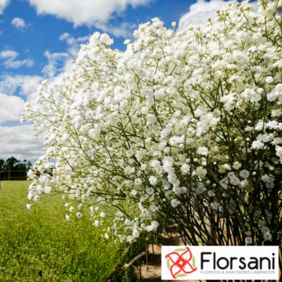 Florsani Floricola - YouTube