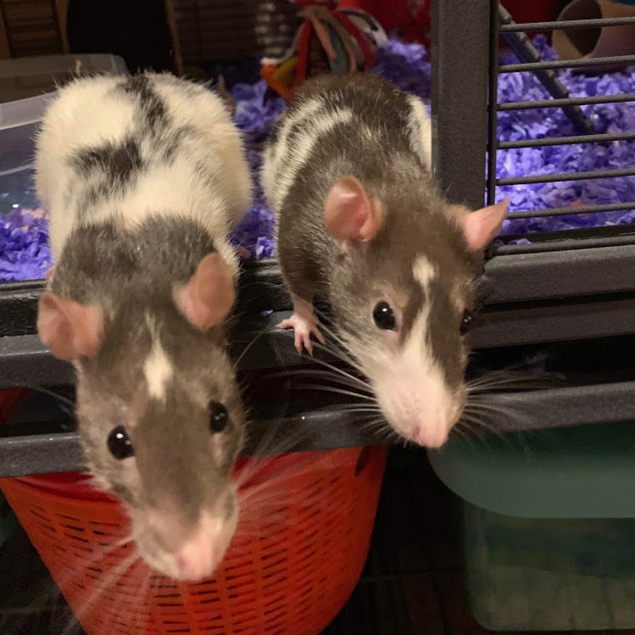 Wascally Wabbits - YouTube