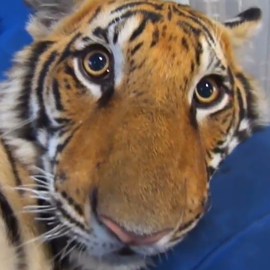 胖虎無敵Fat Tiger - YouTube