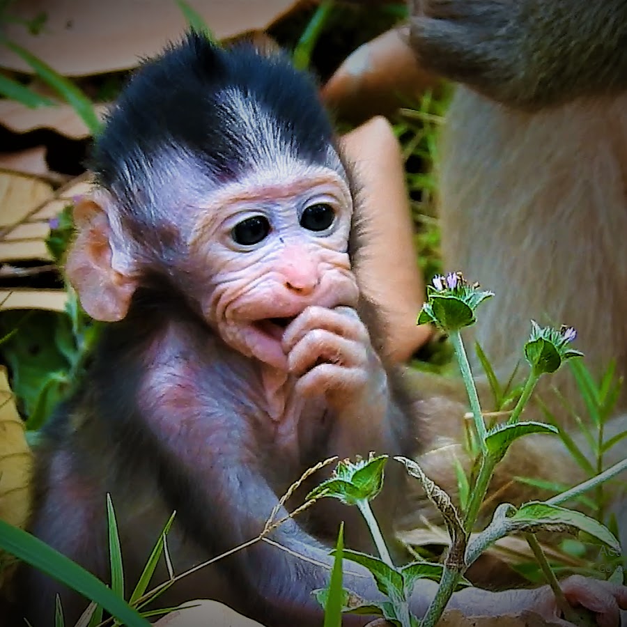 Sweet baby Monkey - YouTube
