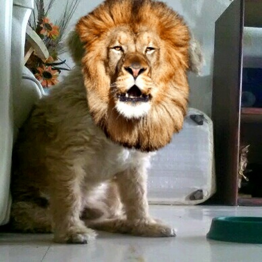 José el Perro Loco - YouTube