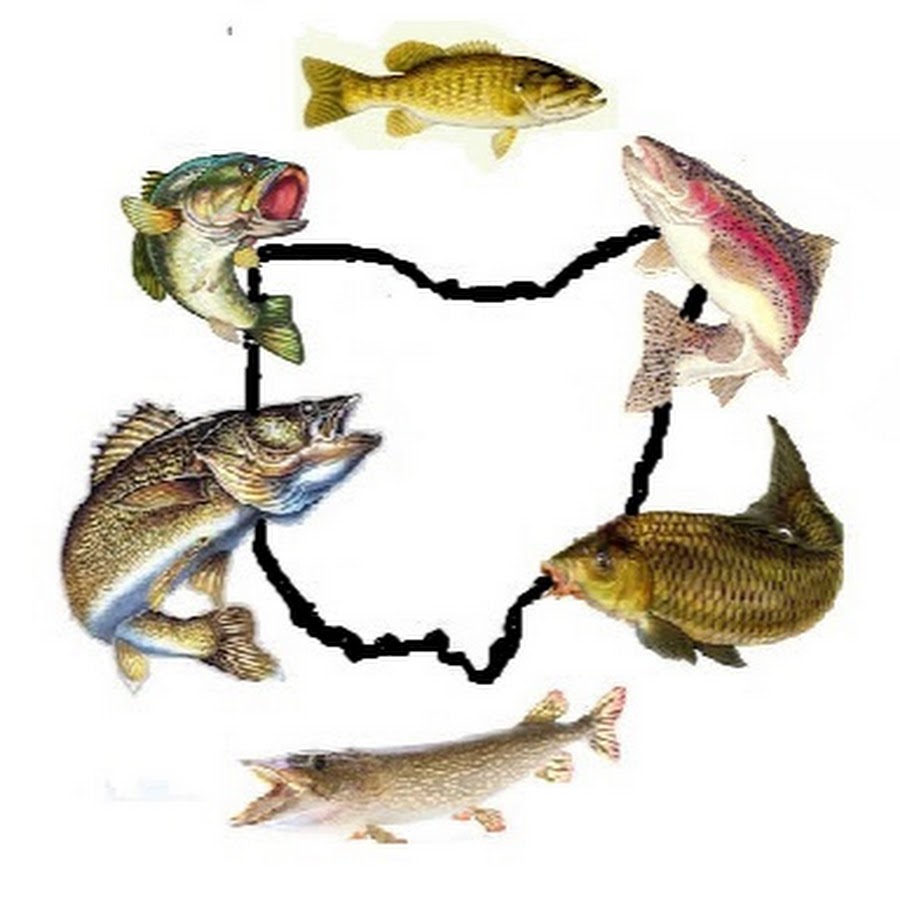 All Species Ohio Fishing - YouTube