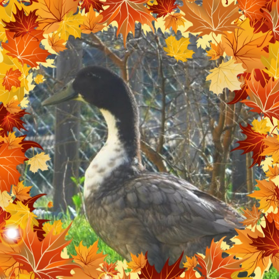 Cuddle Quack Duck - YouTube