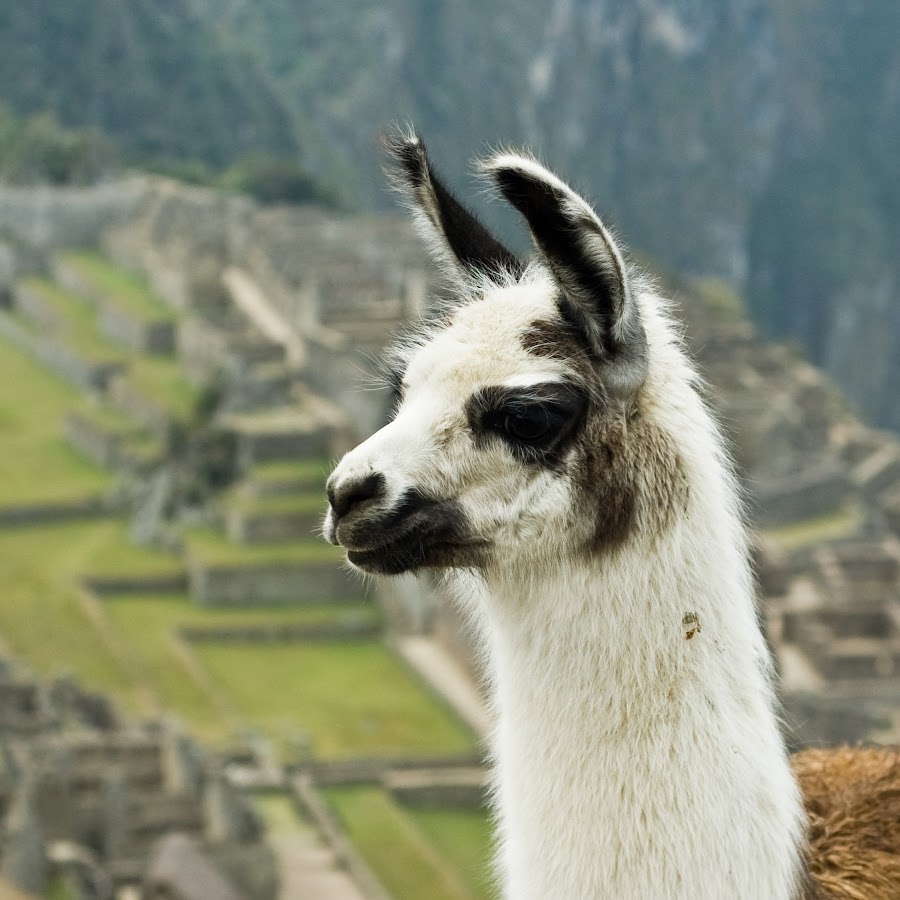 llama-plays-youtube