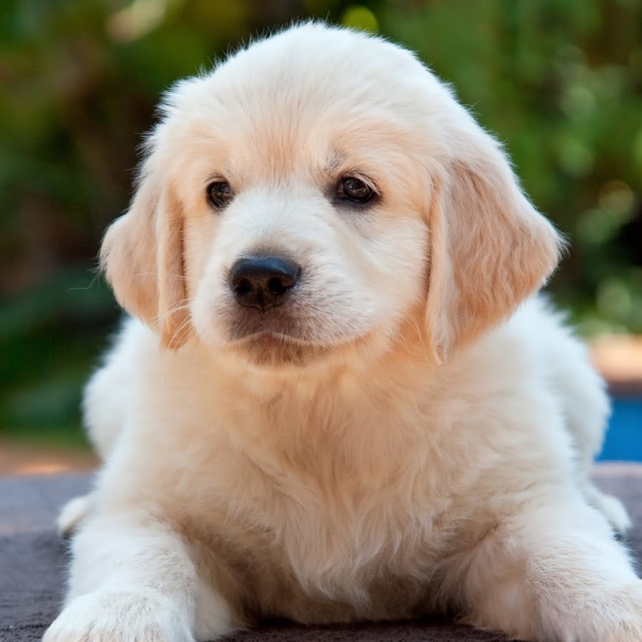 Valpar, katter och spädbarn - YouTube