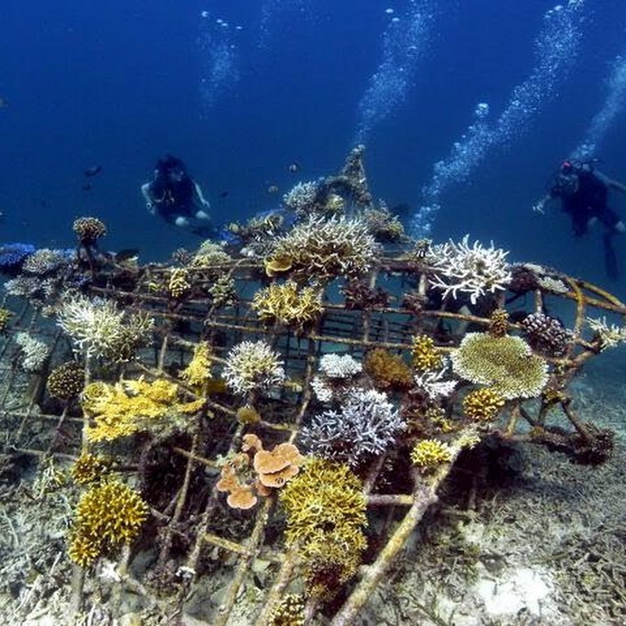 Biorock Video - YouTube