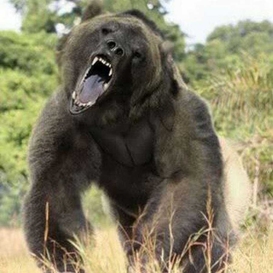 GORILLA BEAR TECH - YouTube