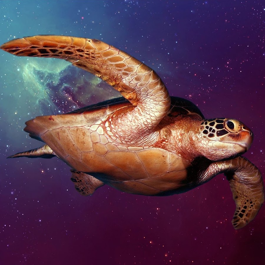 galaxy turtle - YouTube