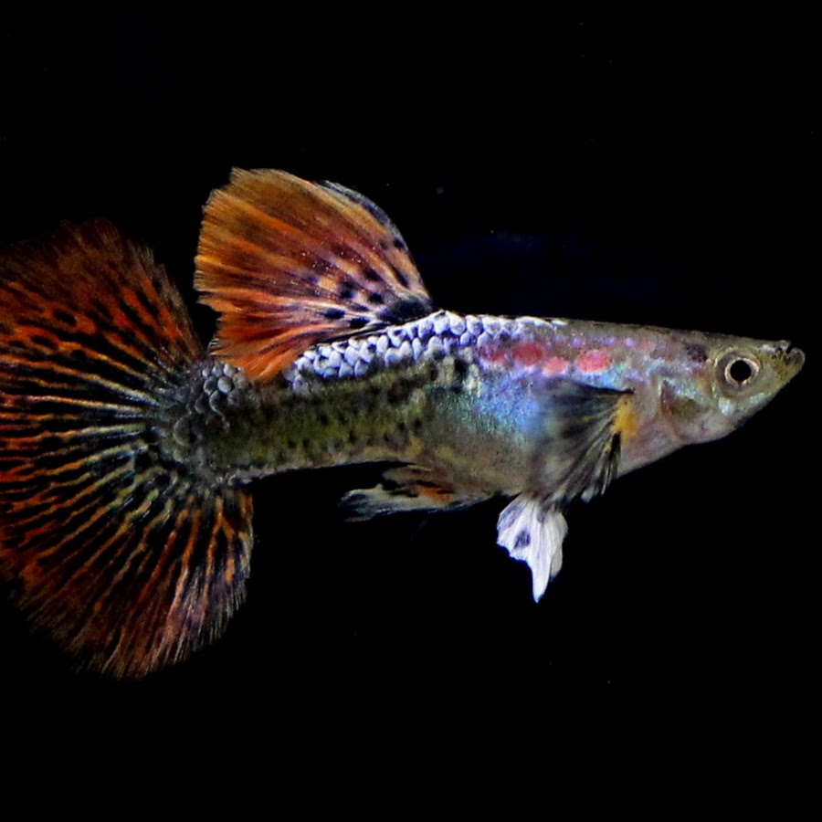 Guppy Breeder - YouTube