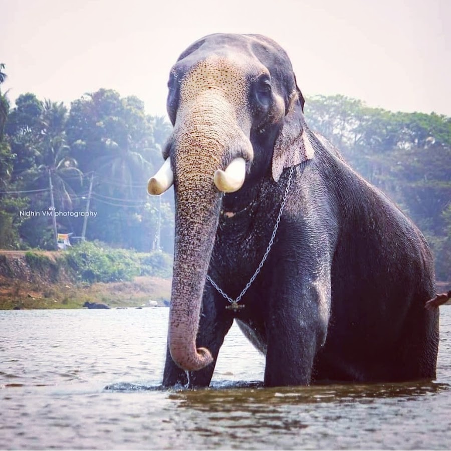 Chirakkal Kalidasan - YouTube