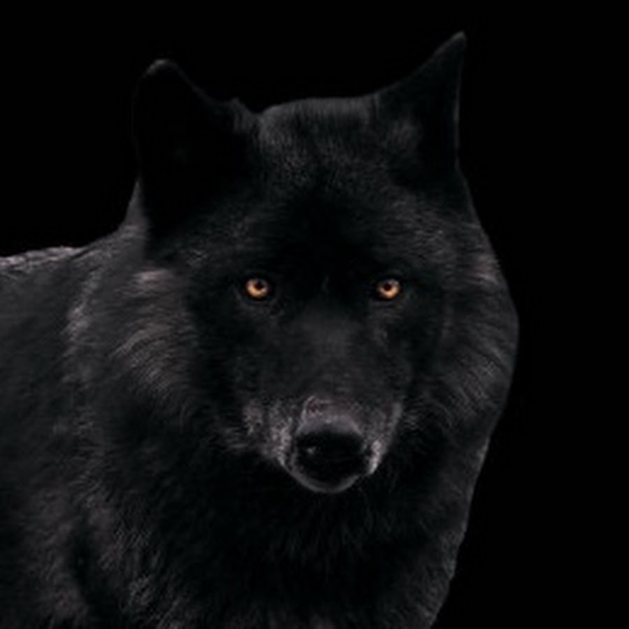 Wolf Master - YouTube