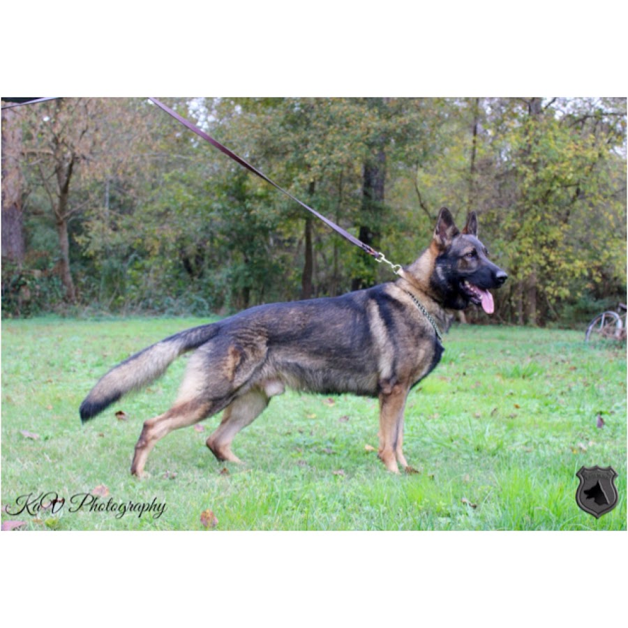 Caine de Lup - YouTube