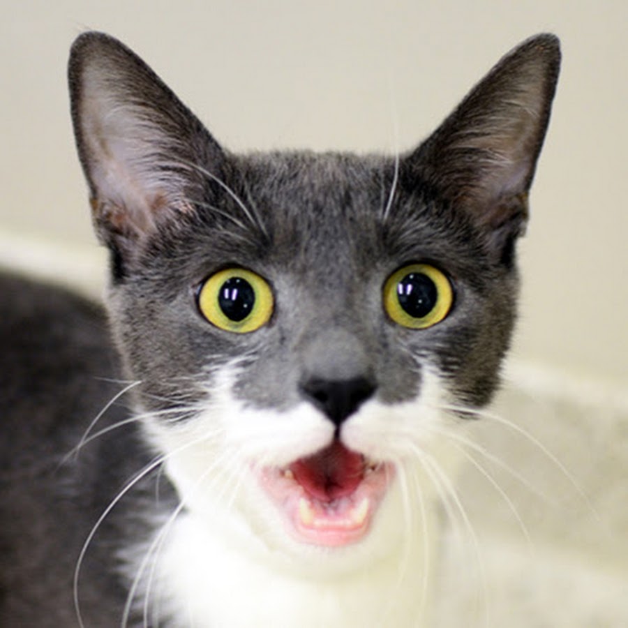 Wonderful Funny Cats - YouTube