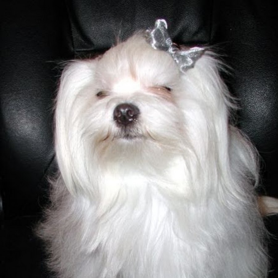 Charlie Ford - YouTube