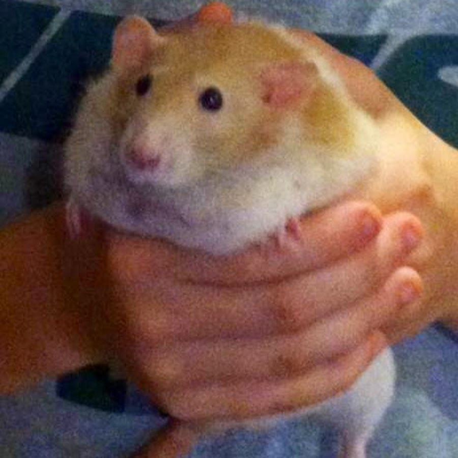 Epic Rats - YouTube