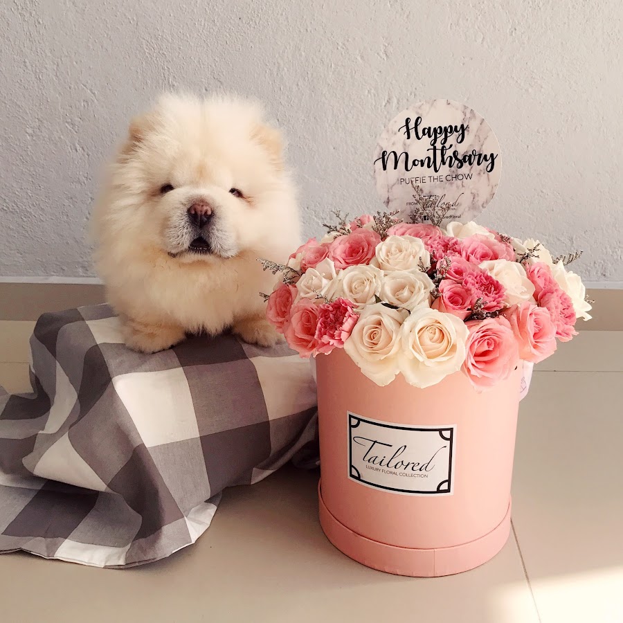 Puffie The Chow - YouTube