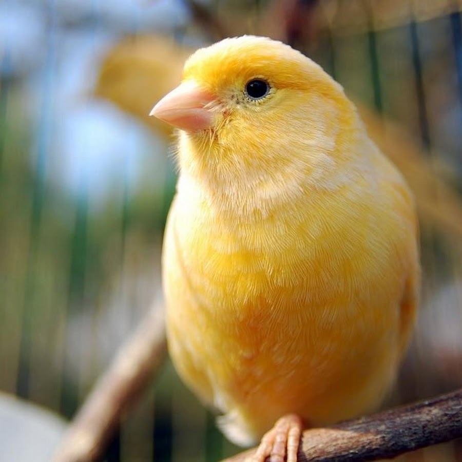 Canar Slavujar - YouTube