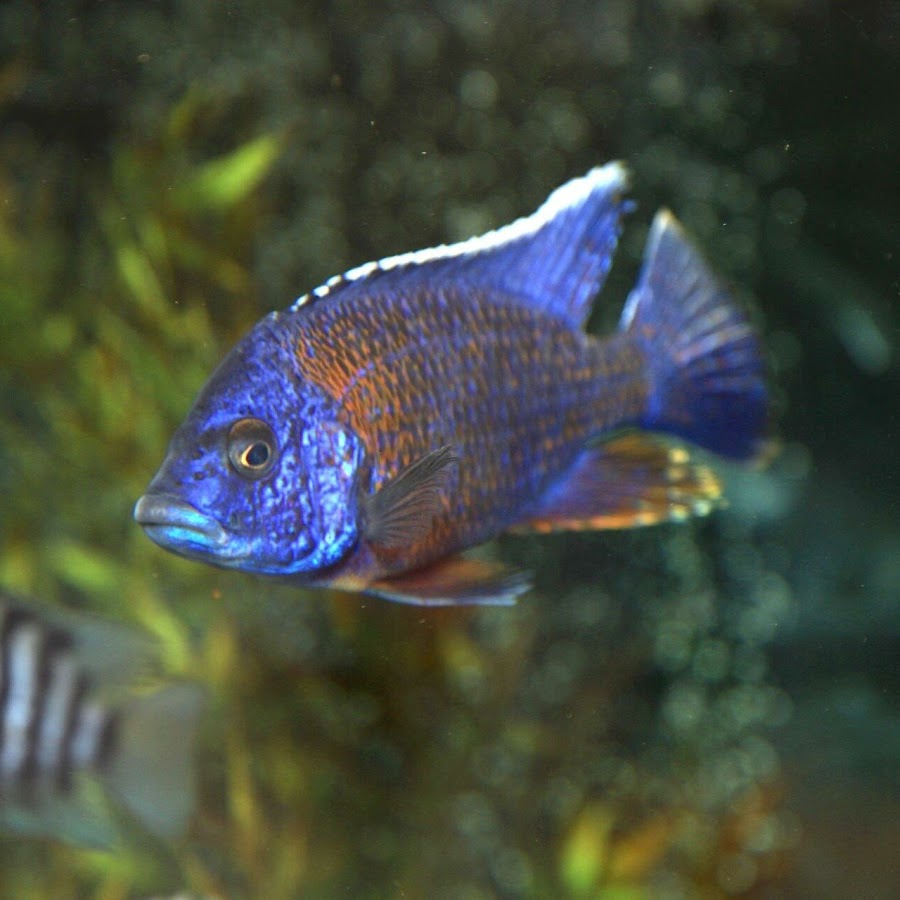 Everyday Fish Keeper - YouTube