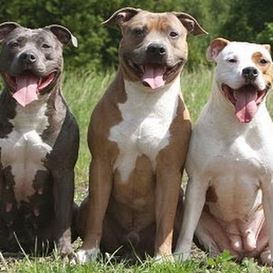 Pitbull Dog - YouTube