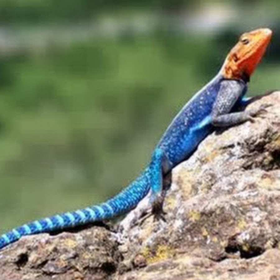 Little Lizard - YouTube