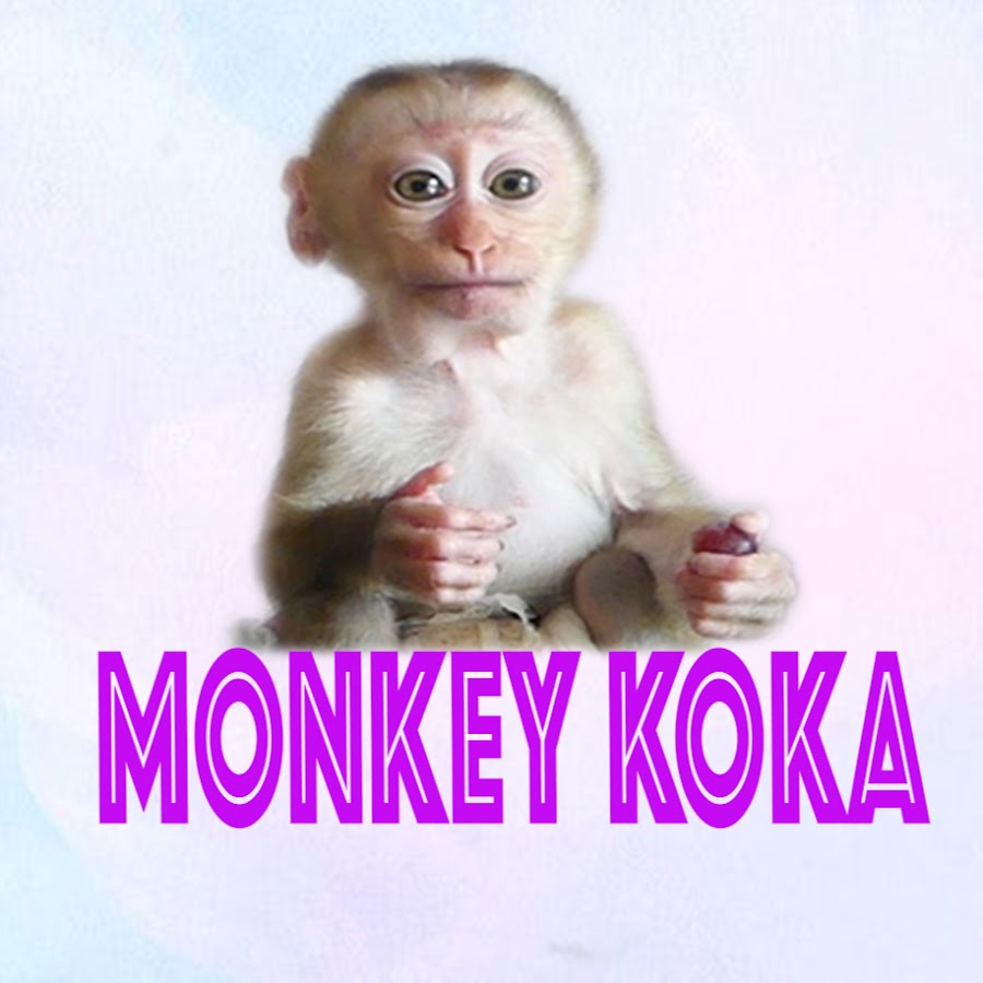 Monkey Life - YouTube