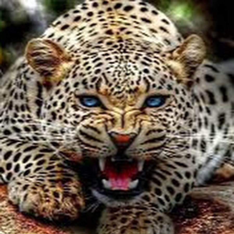 The Leopard Games - YouTube