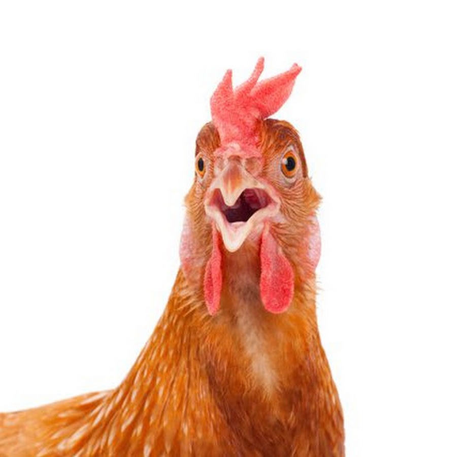 When Chickens Talk - YouTube