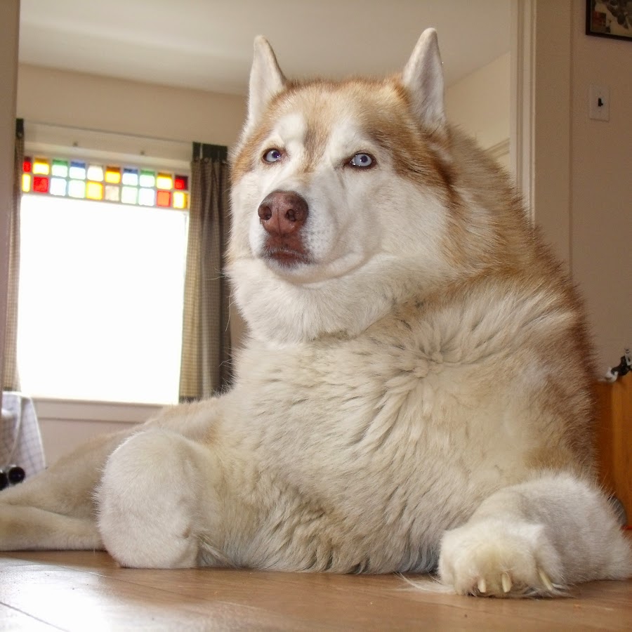 Higgins the dog tv - YouTube