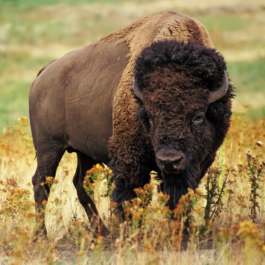 Muscle Bison - YouTube