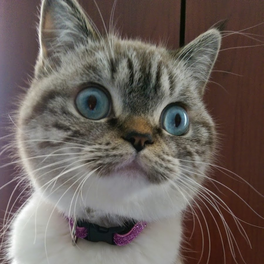 Scuba The Cat - YouTube