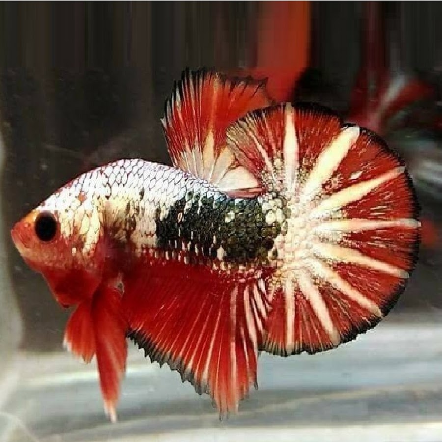 Bettas Indonesia - YouTube