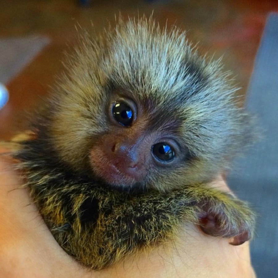 Toby the Tiny Monkey - YouTube