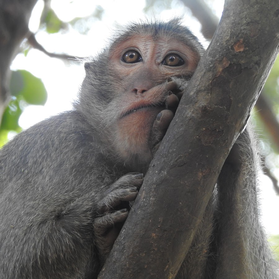 Monkey Daily - YouTube