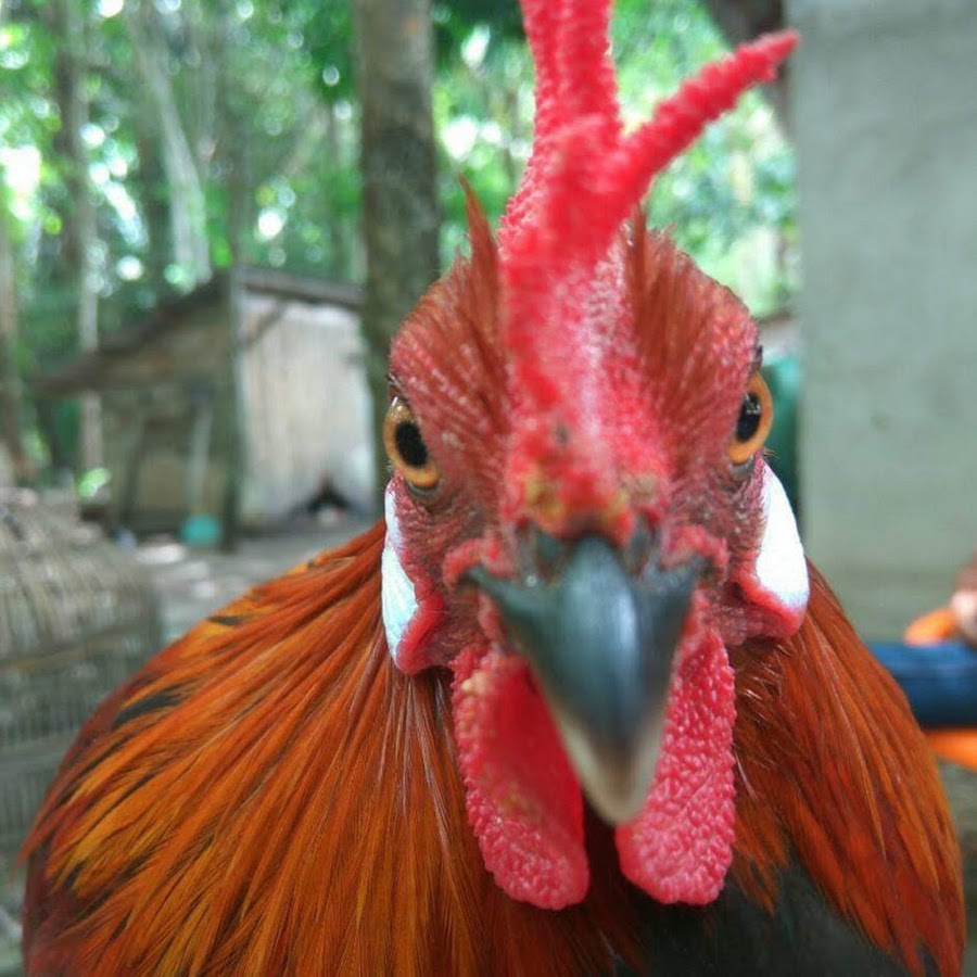 Ayam hutan sumatera - YouTube