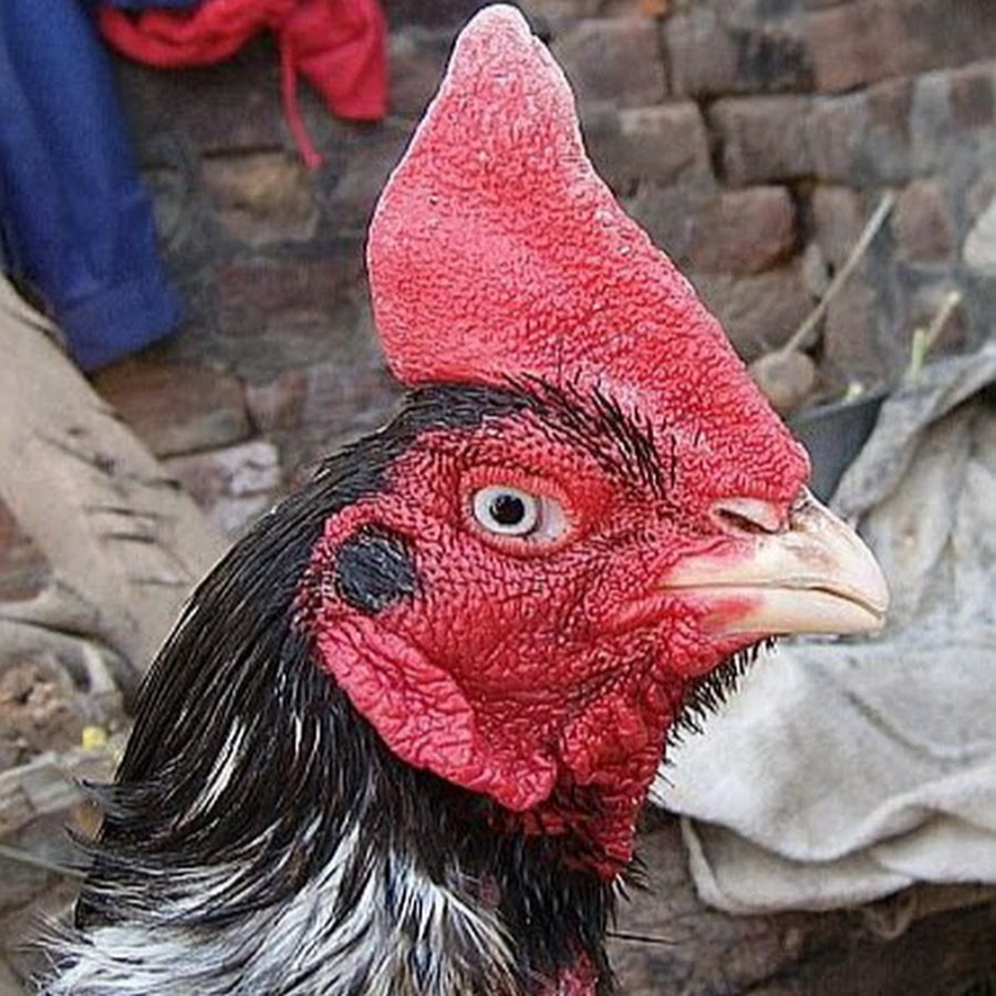 Aseel Murga Fight & Care / Aseel Murga Training - YouTube