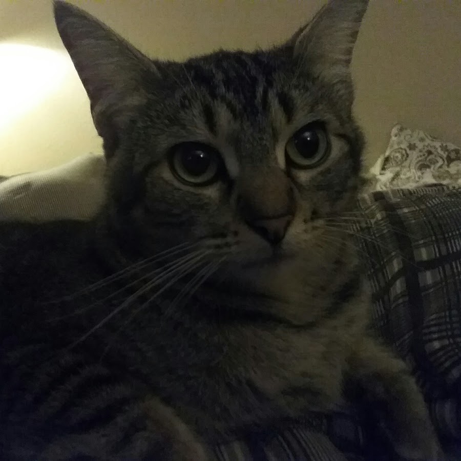 kitty-cat-gamer-youtube