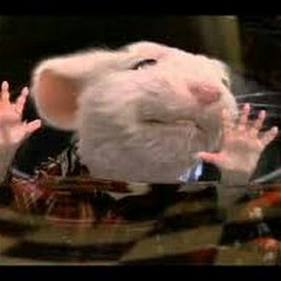 A Random Rat - YouTube