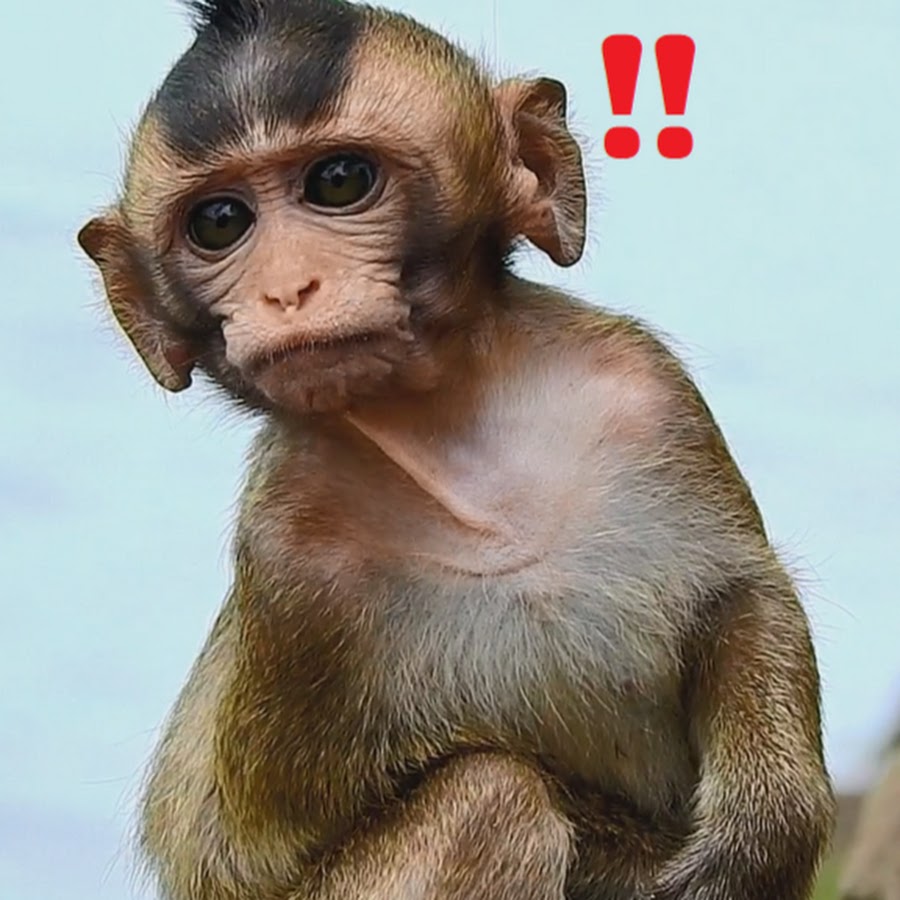 Bored Monkeys - YouTube