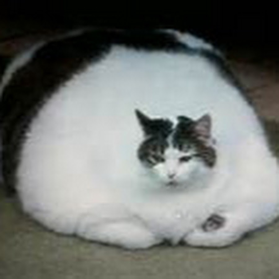 Fat Kitten - YouTube