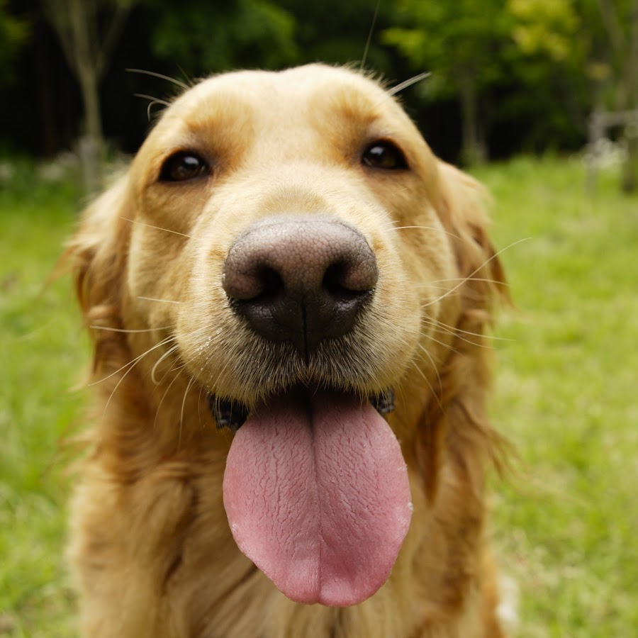 animals-licking-things-youtube