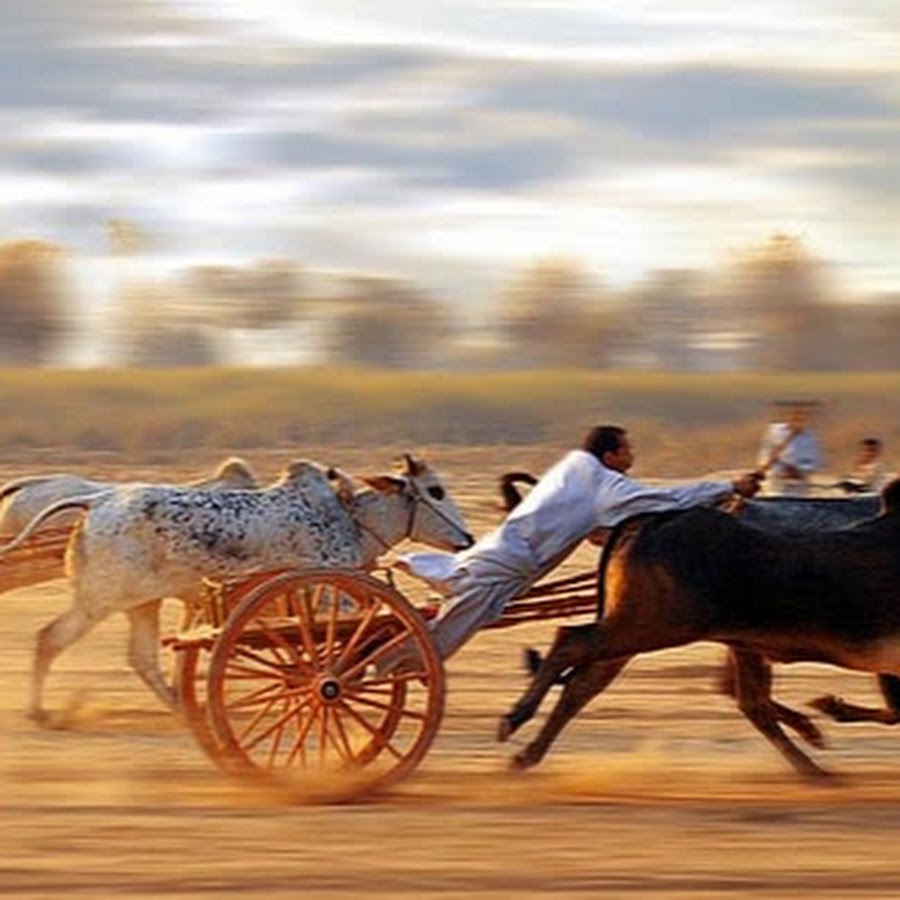 bailgadi race - YouTube