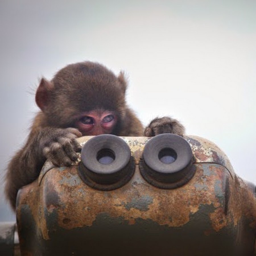 monkey C ur channel - YouTube