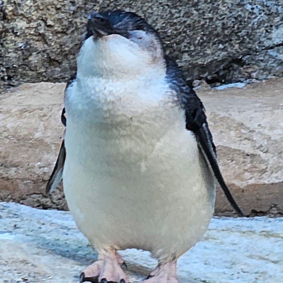 Panda Potato - YouTube