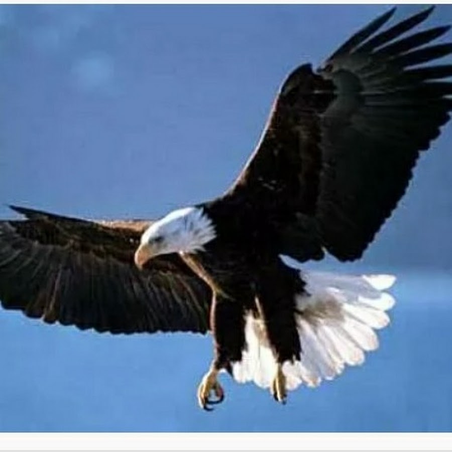 نسر البريه - YouTube