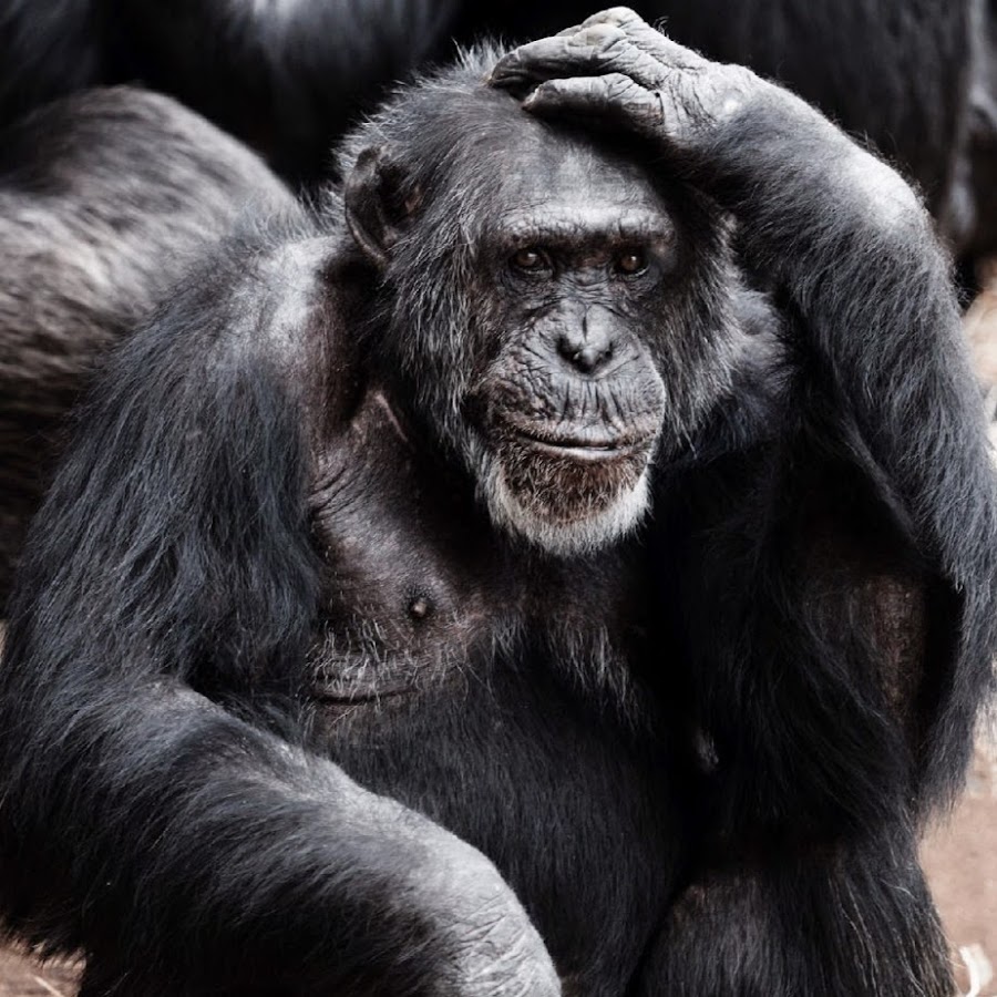 Confused Monkeh - YouTube