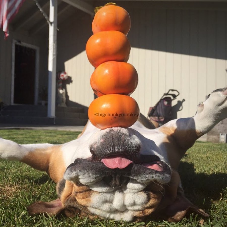 Big Chunky Monkey - YouTube