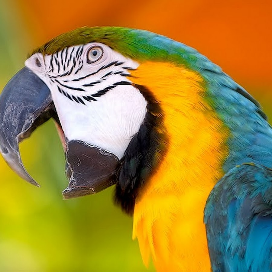 Polly Parrot - YouTube